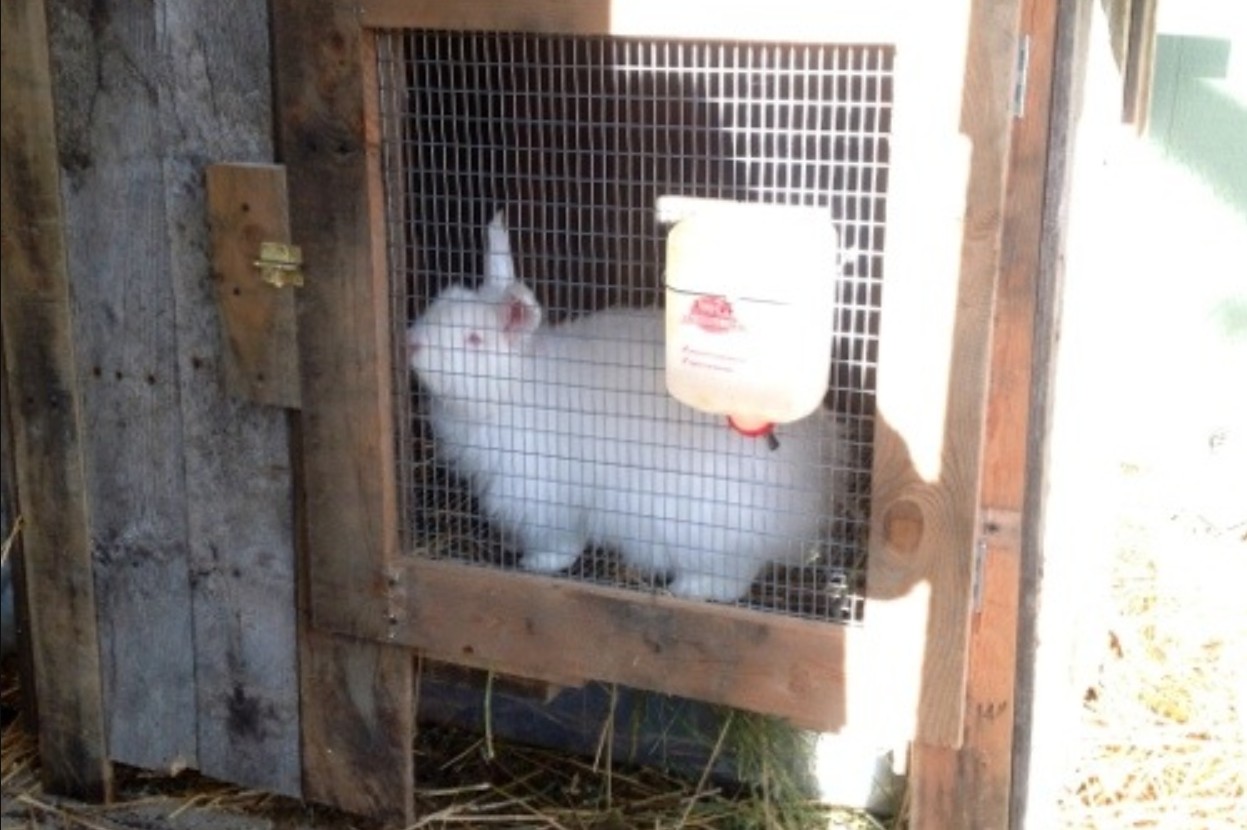 How To Build Your Own Rabbit Hutch Diagrams The Farm Rabbit